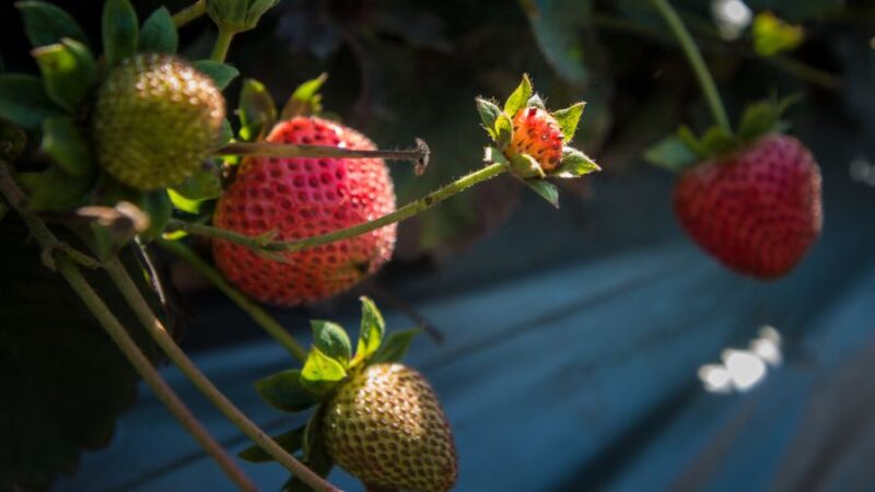 Key Considerations Before Growing Vertical Farm Strawberries - CEAg World