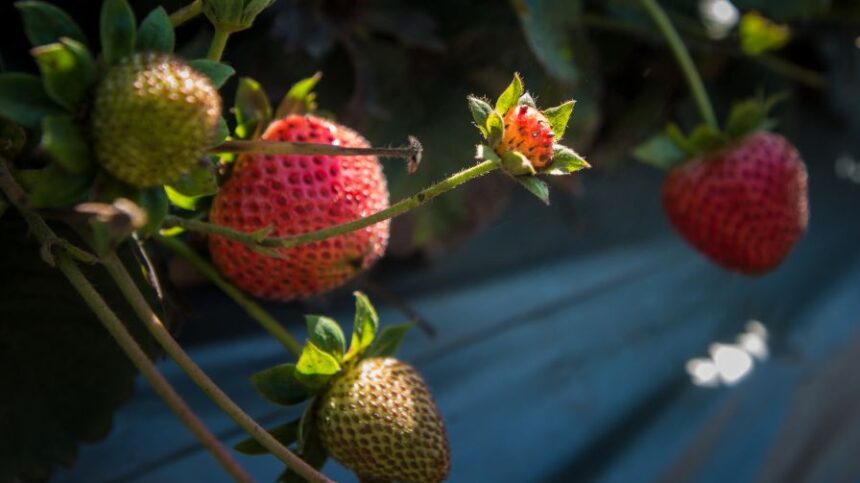 Integrated Pest Management Solutions for CEA Strawberries - CEAg World
