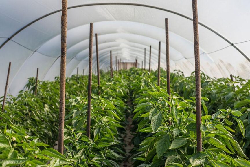 How Using Technology and AI Can Better Protect Your Crops - CEAg World