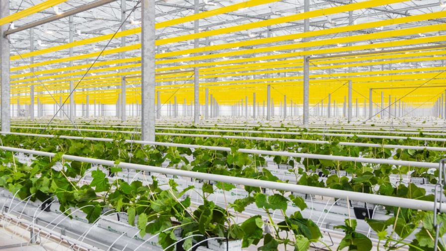 Opportunities and Trends Gaining Traction in CEA - CEAg World