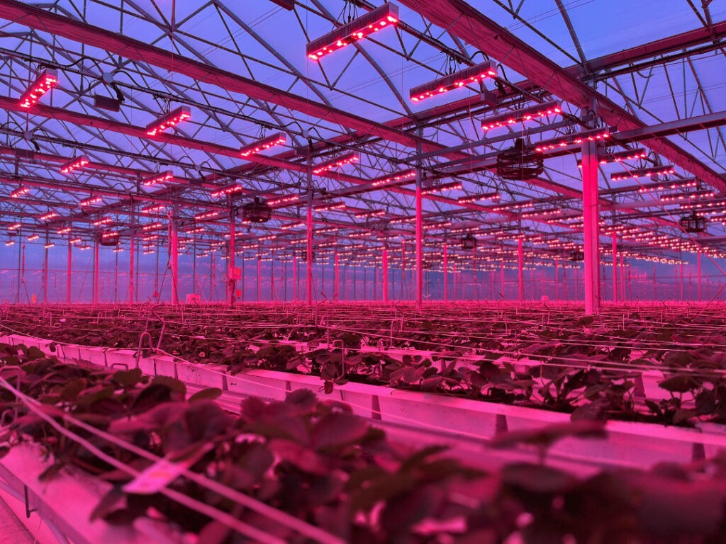 Rose Séguin: Lighting the Way for Greenhouse Farming in Canada - CEAg World