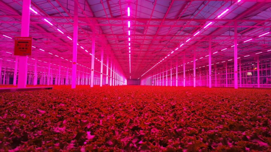 Hort Americas Partners with Meteor Systems to Exclusively Distribute ...