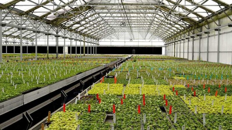 How to (Practically) Implement AI in Your Greenhouse Business - CEAg World