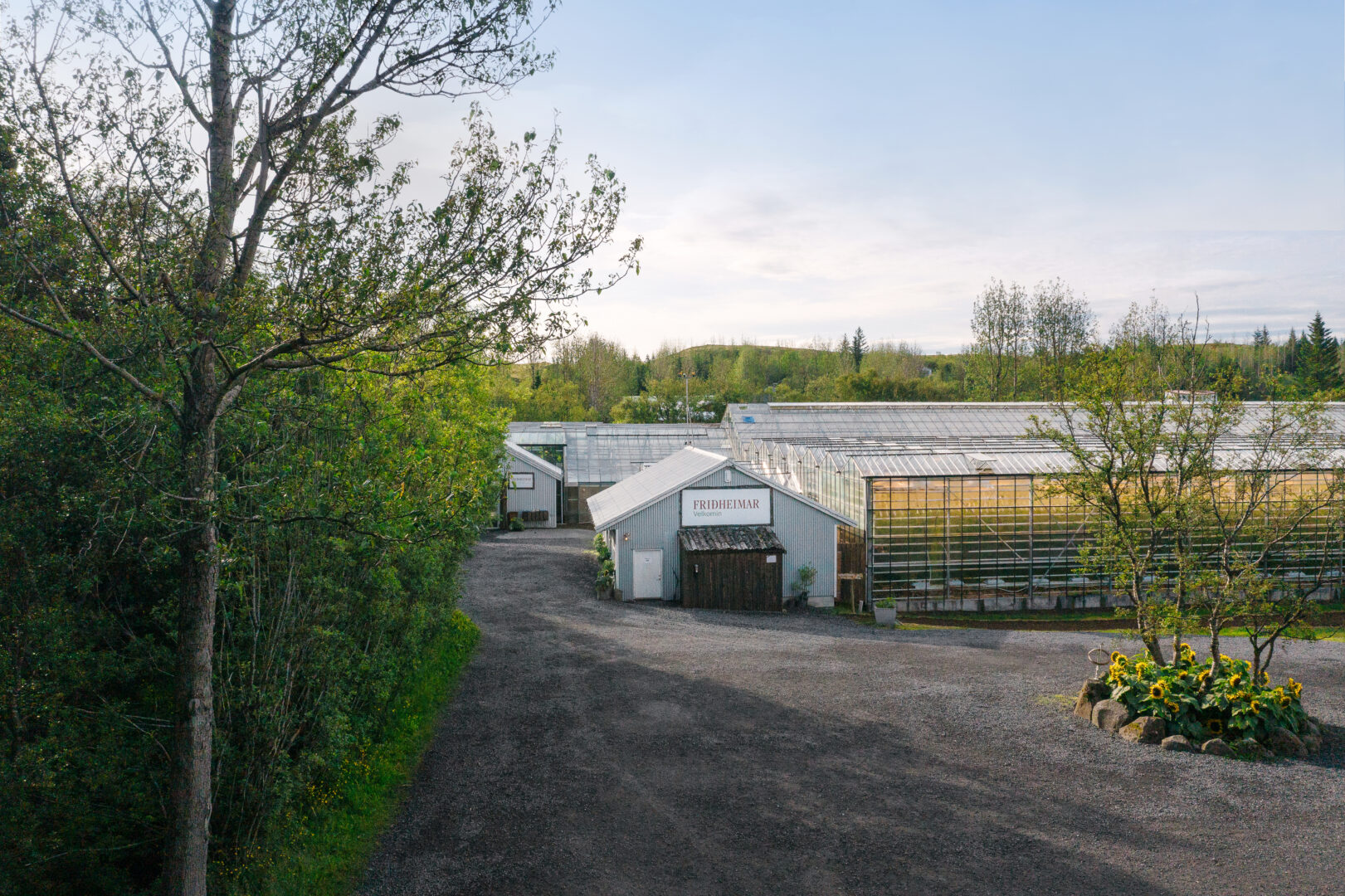 Get to Know Fridheimar: The Geothermal Tomato Farm in Iceland - CEAg World