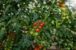 Get to Know Fridheimar: The Geothermal Tomato Farm in Iceland - CEAg World