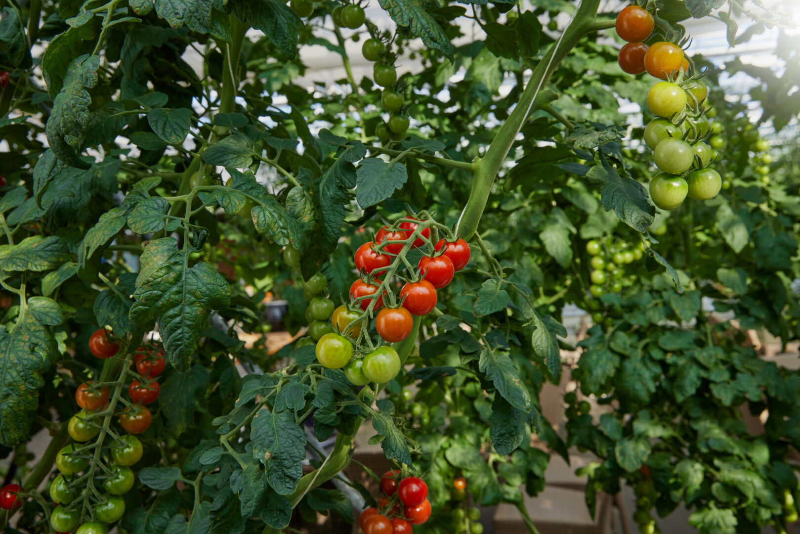 Get to Know Fridheimar: The Geothermal Tomato Farm in Iceland - CEAg World