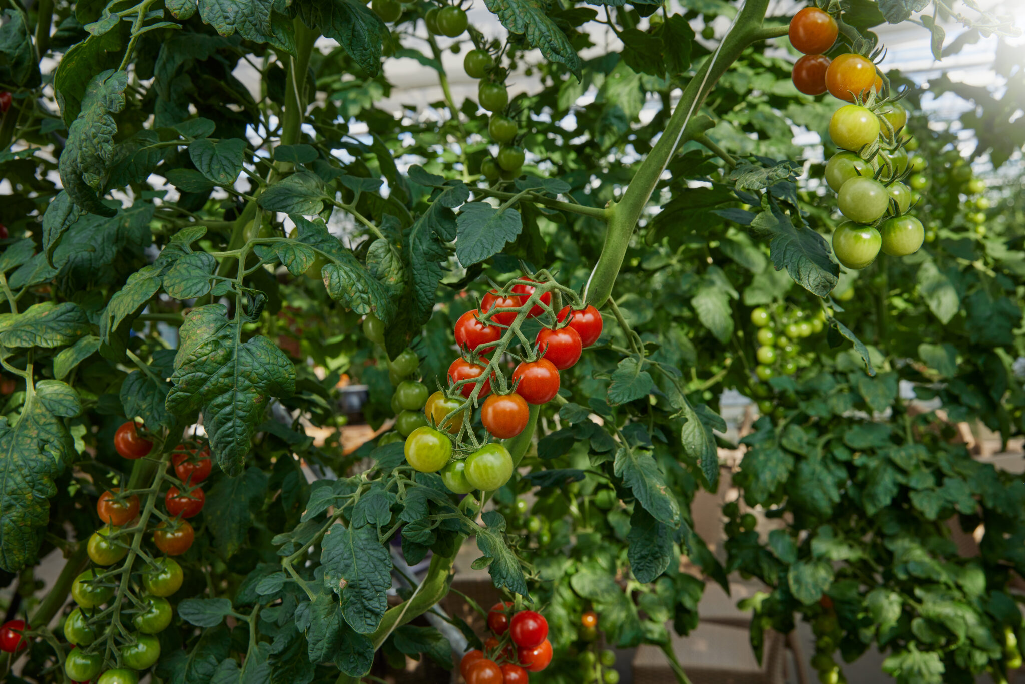 Get to Know Fridheimar: The Geothermal Tomato Farm in Iceland - CEAg World