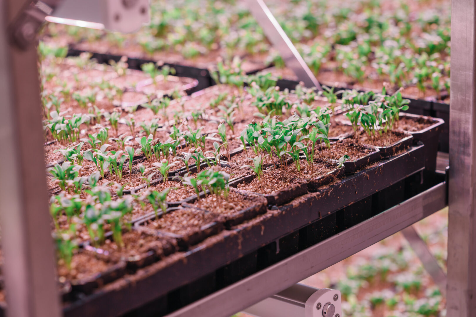 Soli Organic Makes the Case for Soil-Based CEA - CEAg World