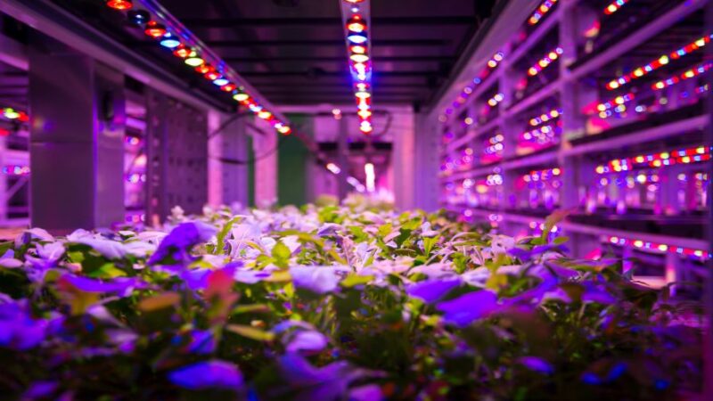 GoodLeaf Farms Raises $52 Million for Canada Expansion - CEAg World
