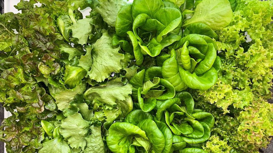 Research Brief: Boost Lettuce Production Without Reducing Shelf Life ...