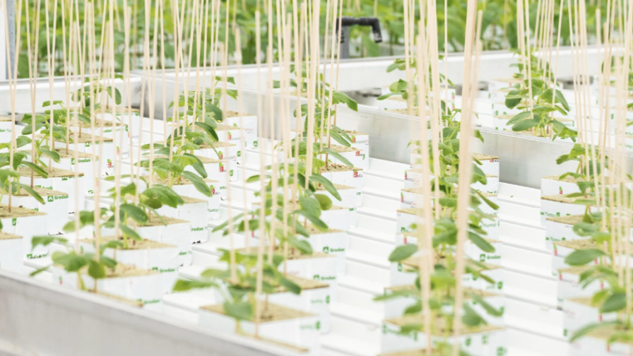 Sollum Technologies Partners with Roelands Plant Farms in Ontario ...