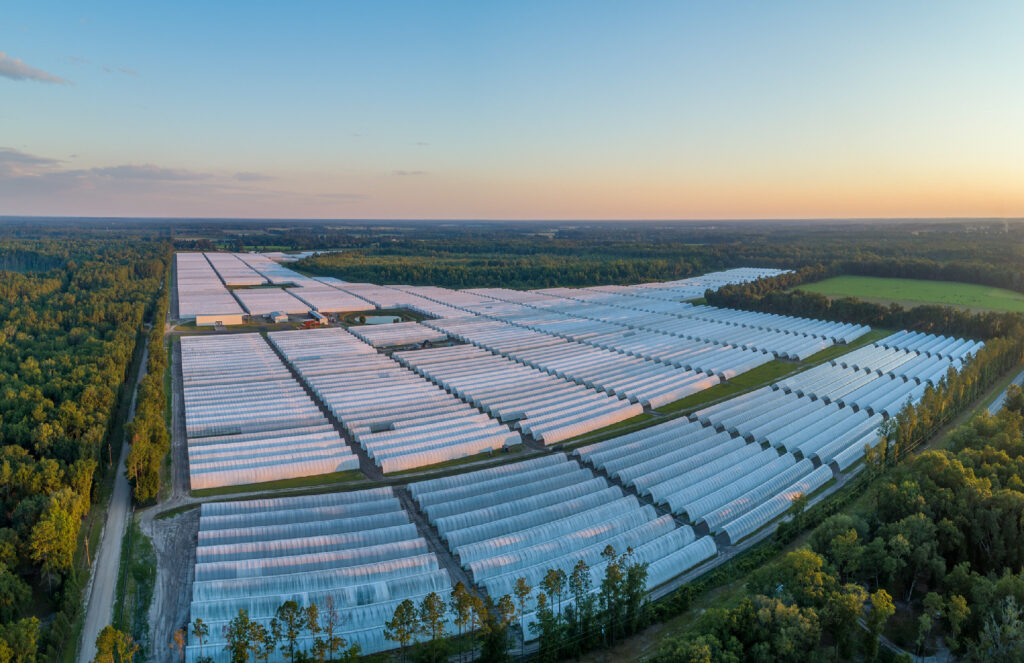Cultiva Farms Pursues High Tunnel Baby Leaf Perfection - CEAg World