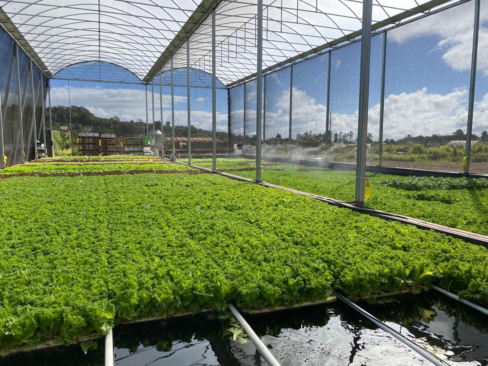 Campo Caribe Brings Large-scale Local Lettuce to Puerto Rico - CEAg World