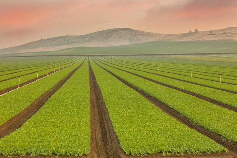 Four Different Approaches to Growing Greens in CEA - CEAg World