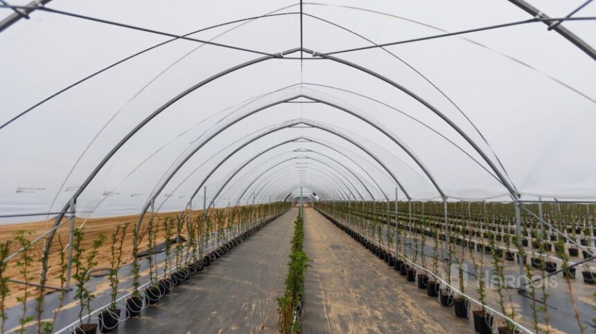 Harnois Greenhouses Partners with Dubois Agrinovation - CEAg World