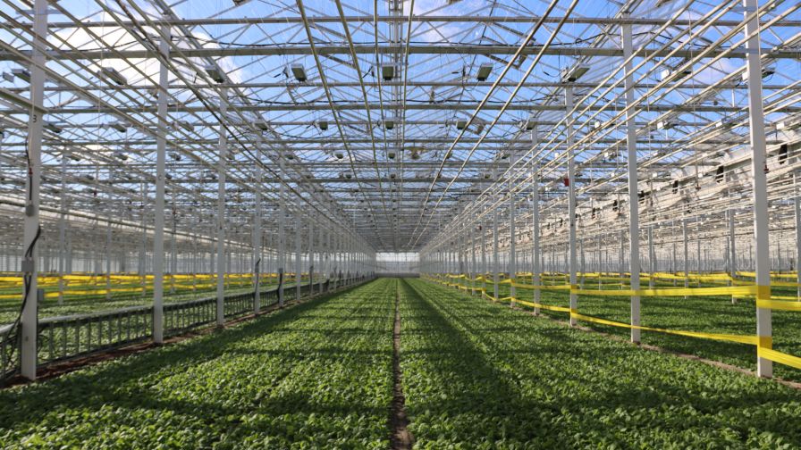 CEA Innovation in Quebec: Touring Leciel's High-Tech Greenhouses - CEAg ...