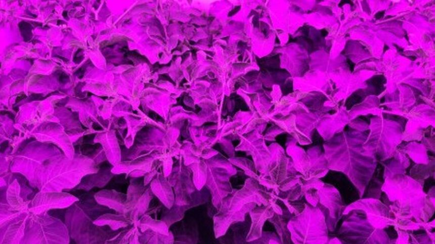80 Acres Farms and Soli Organic Unite to Form Indoor Farming Network ...