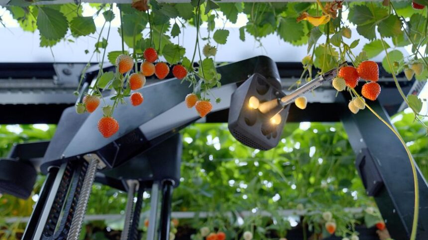 Oishii Acquires Tortuga AgTech’s Key IP and Assets - CEAg World