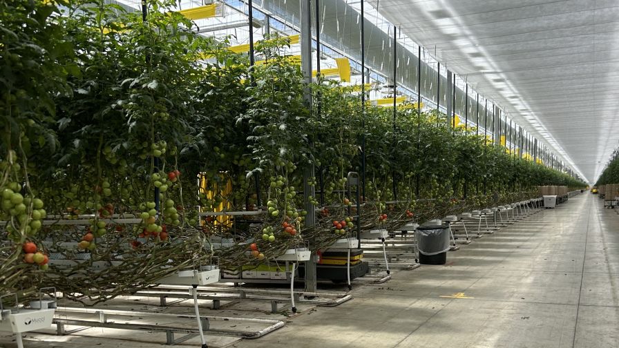 Photo Tour: Mucci Farms’ Ohio Greenhouse - CEAg World