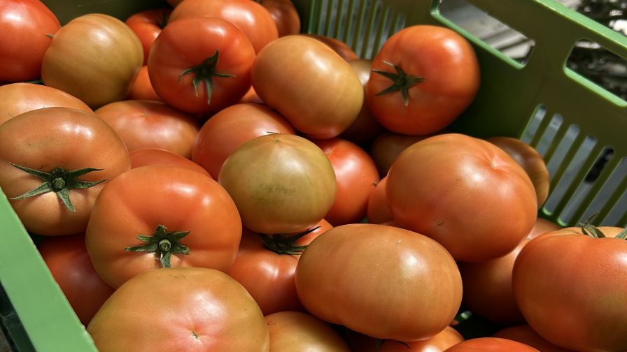 Photo Tour: Mucci Farms’ Ohio Greenhouse - CEAg World
