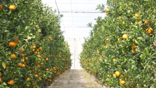 Longtime Florida Ag Influencers Return to Their Citrus Roots - CEAg World
