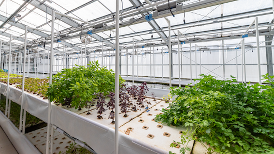Equipment Planning and Upgrading for More Efficient Greenhouses - CEAg ...
