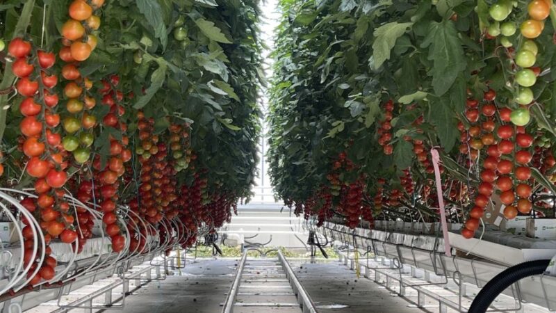 Upcoming: Hybrid Course for High-Wire Tomato Production - CEAg World