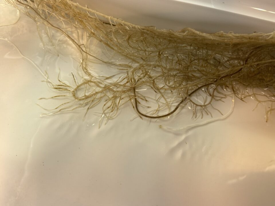 Managing Root Disease in Hydroponic Lettuce - CEAg World