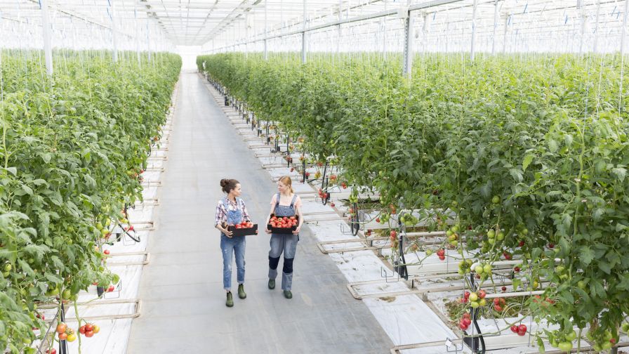 The Largest Greenhouse Produce Growers in the U.S. in 2025 - CEAg World