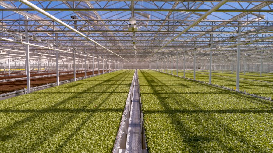 Little Leaf Farms Becomes the World's Largest Indoor Lettuce Grower ...